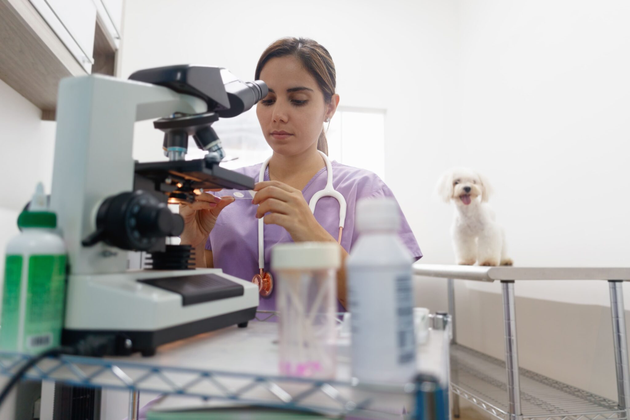 ¿Qué debo saber para estudiar medicina veterinaria? - donde-estudiar ...